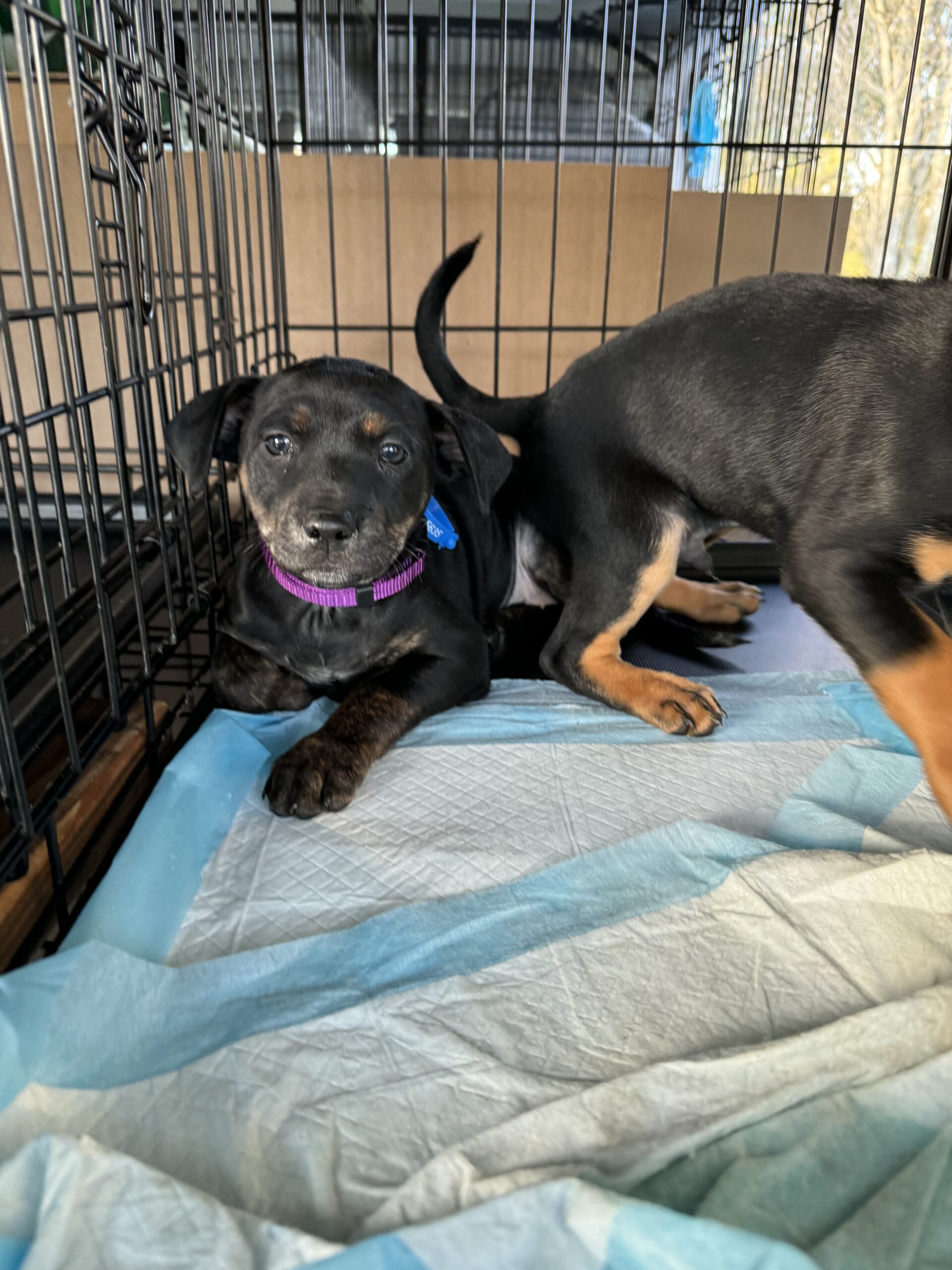 Wednesday – Lucky Paws Dog Rescue Inc