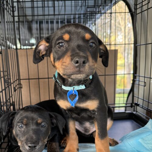 Friday – Lucky Paws Dog Rescue Inc