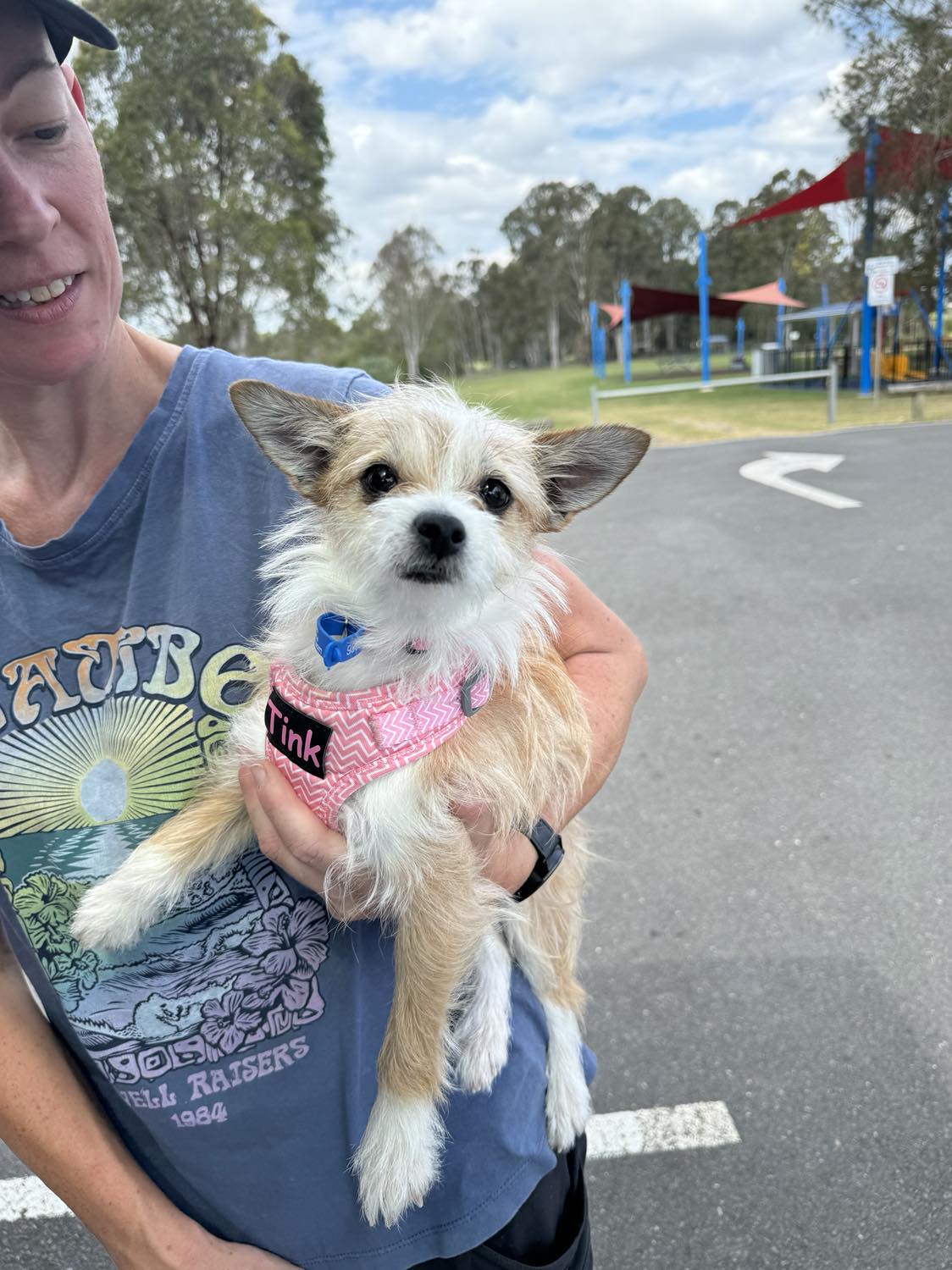 Tink – Lucky Paws Dog Rescue Inc