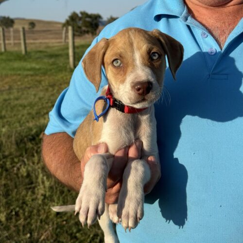 Angel – Lucky Paws Dog Rescue Inc