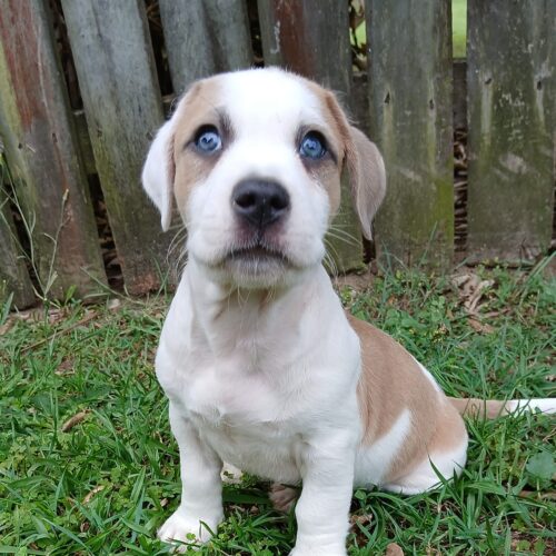 Available For Adoption – Lucky Paws Dog Rescue Inc