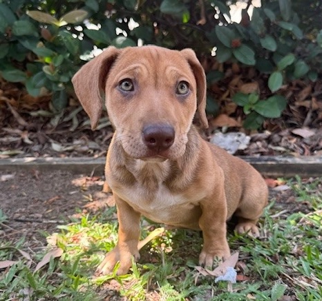Schnitzel – Lucky Paws Dog Rescue Inc
