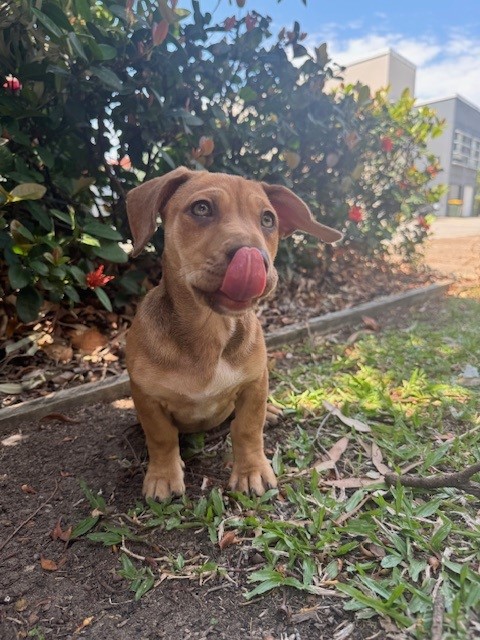 Schnitzel – Lucky Paws Dog Rescue Inc
