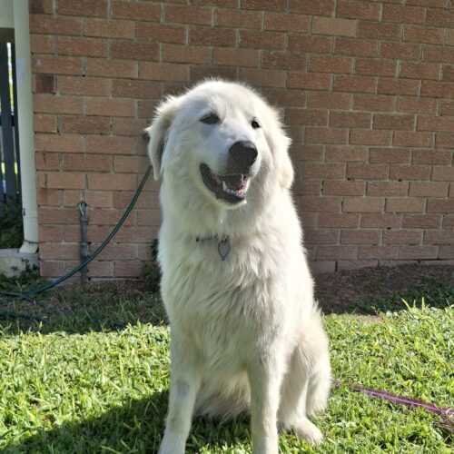 Available For Adoption – Lucky Paws Dog Rescue Inc