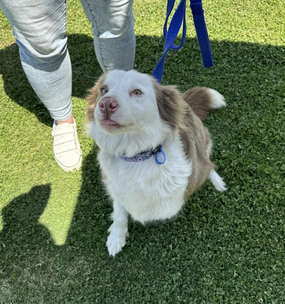 Bonnie – Lucky Paws Dog Rescue Inc