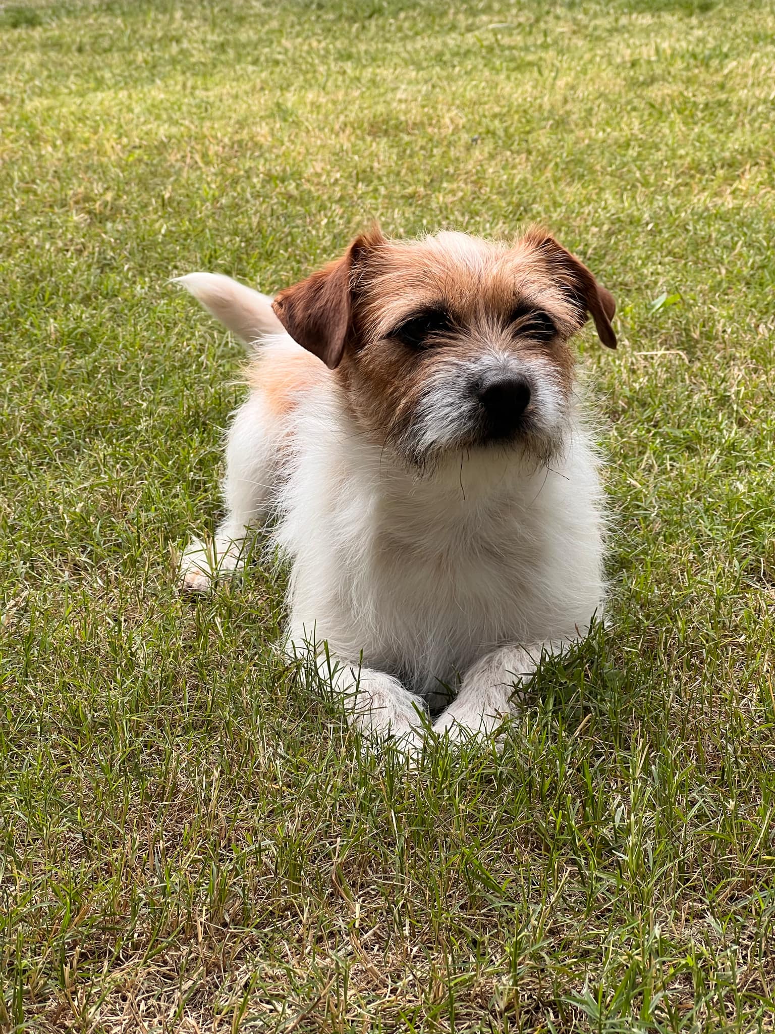 Dozer – Lucky Paws Dog Rescue Inc