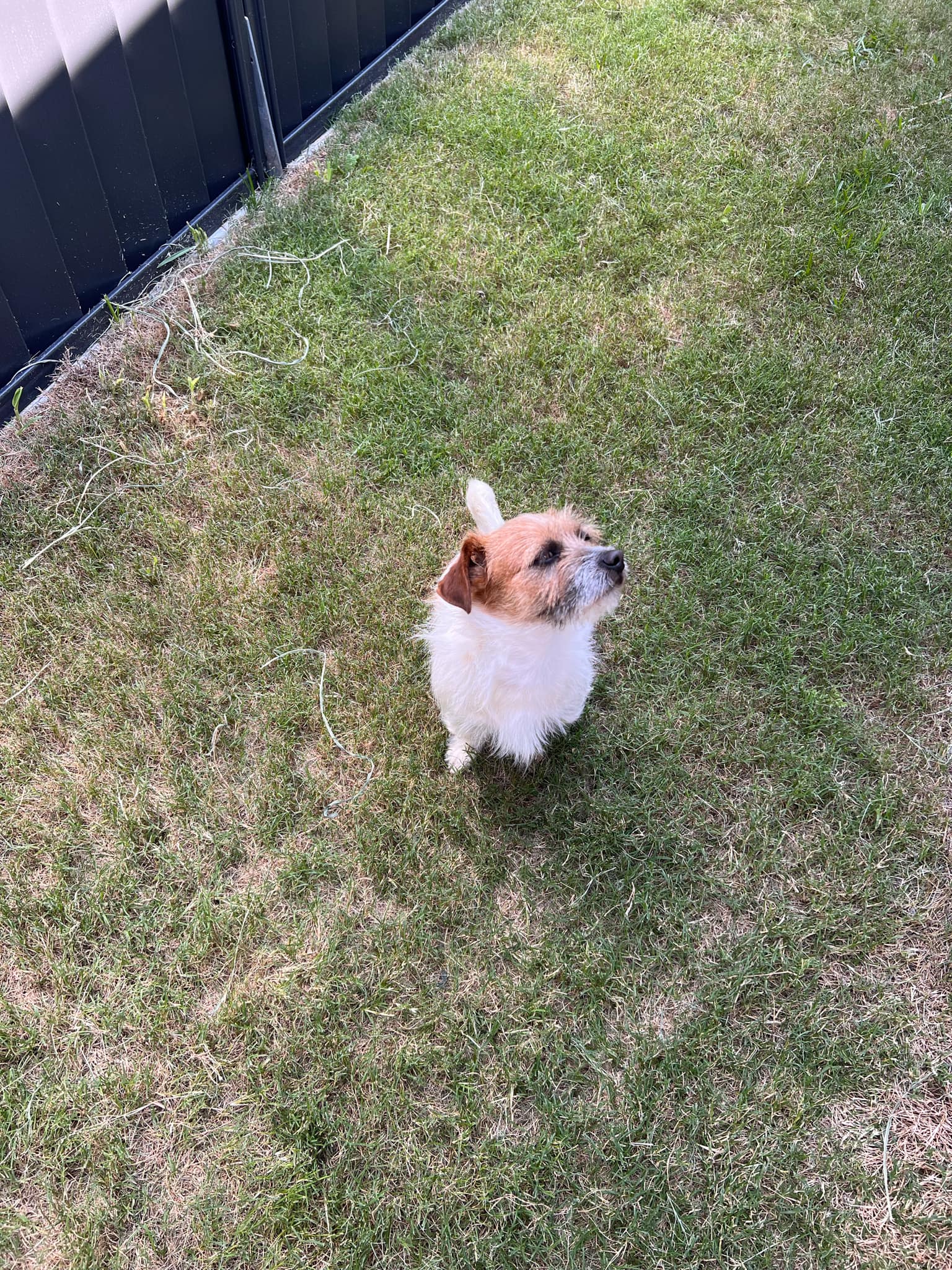 Dozer – Lucky Paws Dog Rescue Inc