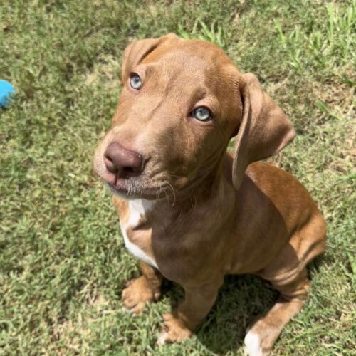 Milo – Lucky Paws Dog Rescue Inc