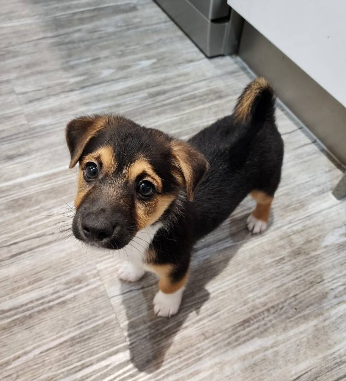 Pudding – Lucky Paws Dog Rescue Inc