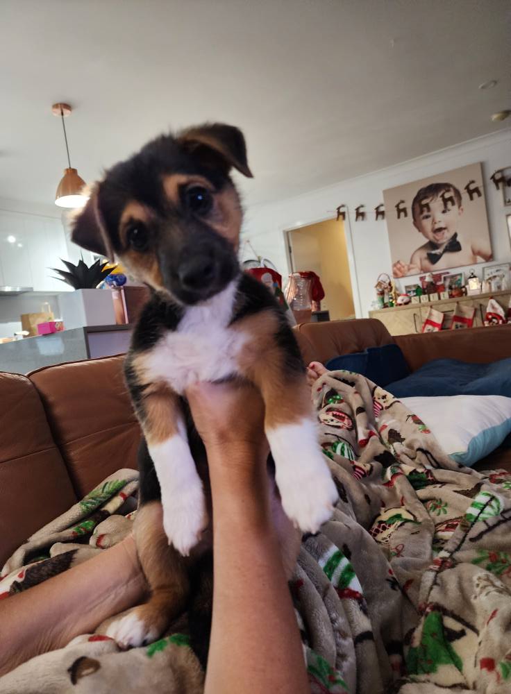 Pudding – Lucky Paws Dog Rescue Inc