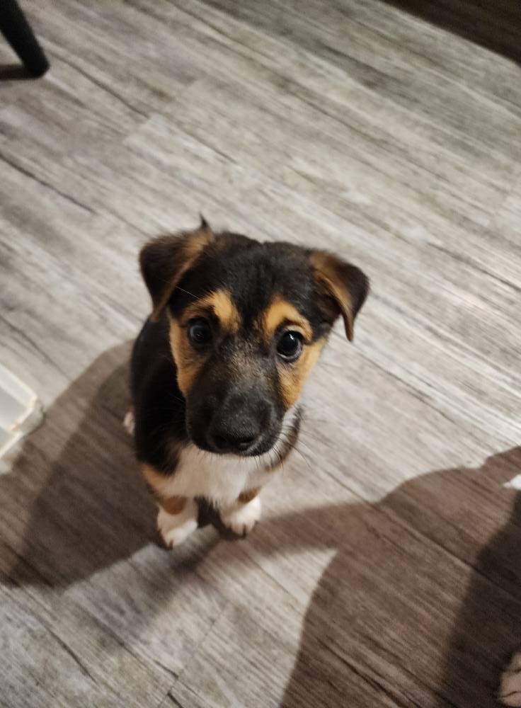 Pudding – Lucky Paws Dog Rescue Inc