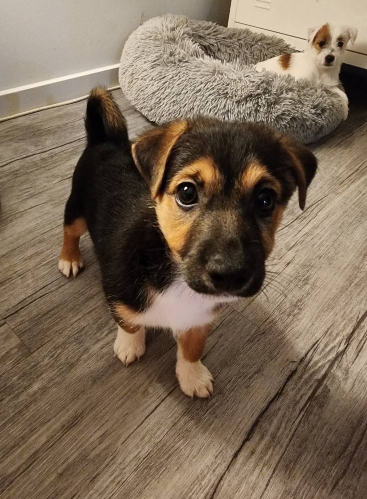 Pudding – Lucky Paws Dog Rescue Inc