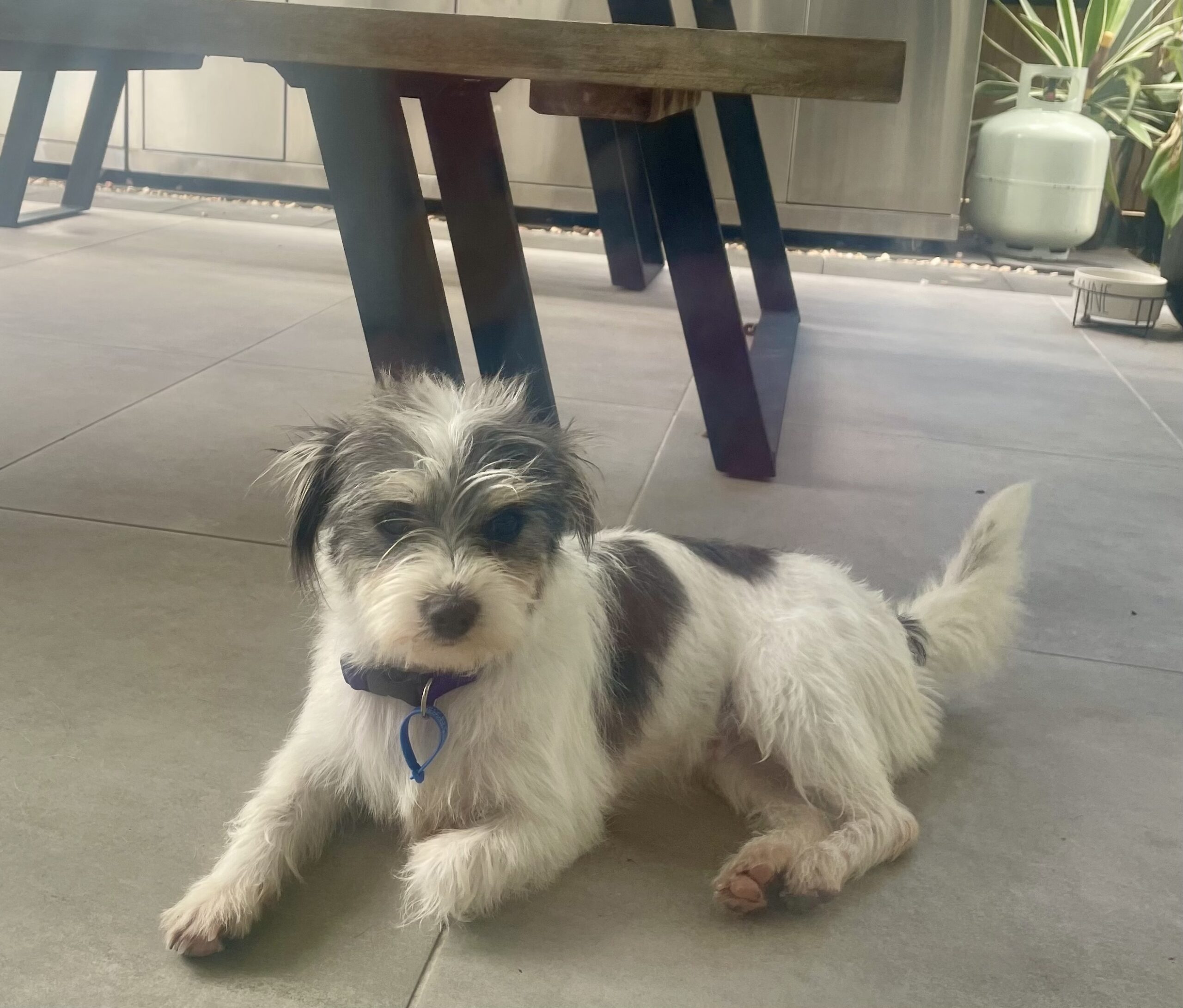 Bonnie – Lucky Paws Dog Rescue Inc