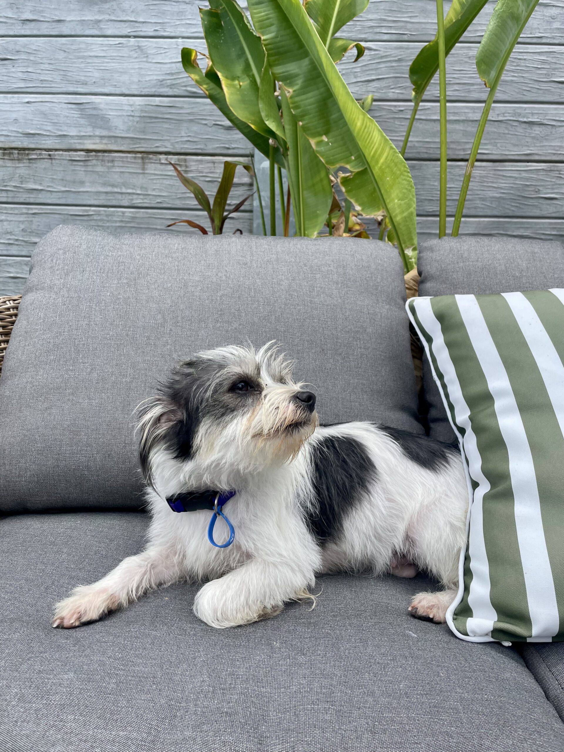 Bonnie – Lucky Paws Dog Rescue Inc