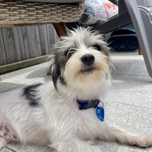 Bonnie – Lucky Paws Dog Rescue Inc
