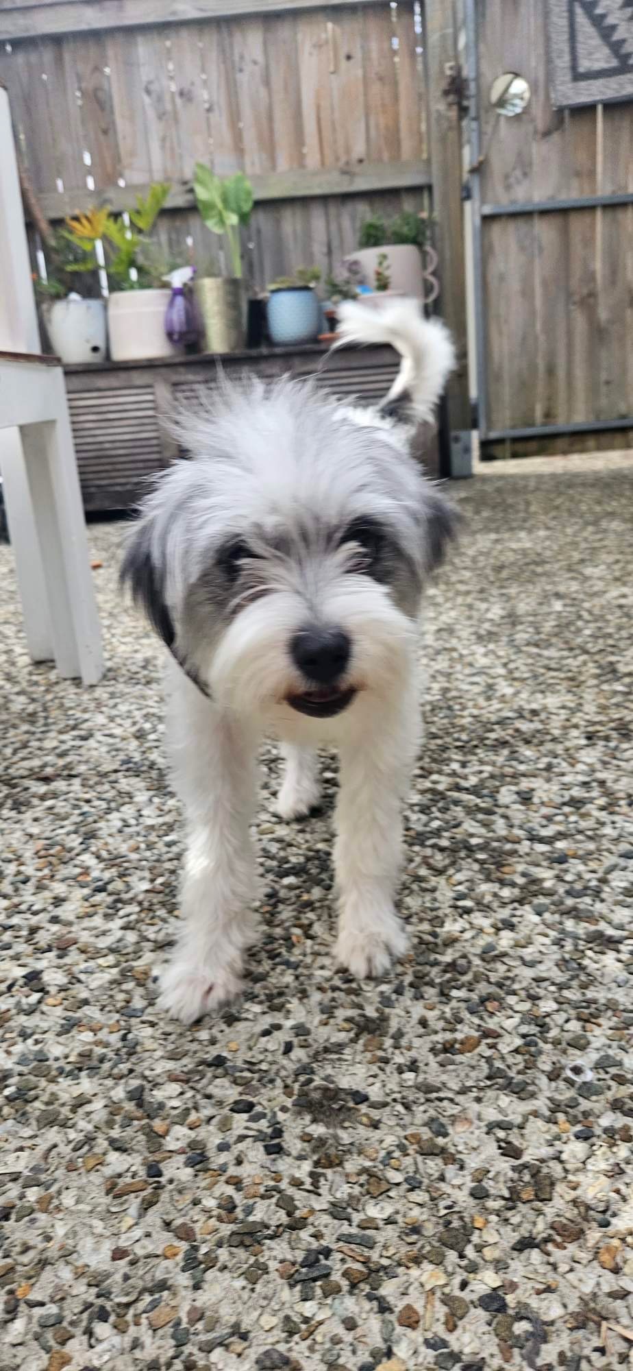 Aggie – Lucky Paws Dog Rescue Inc