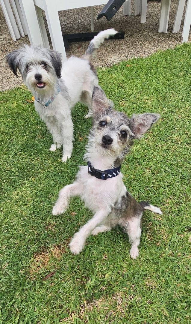 Aggie – Lucky Paws Dog Rescue Inc
