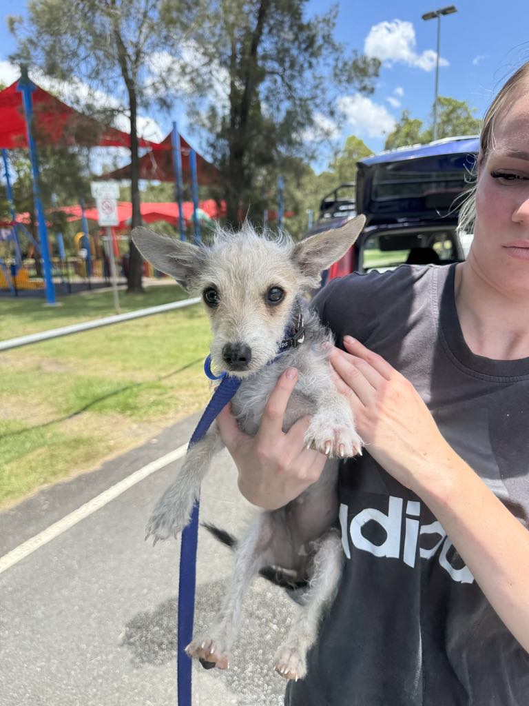 Peppi – Lucky Paws Dog Rescue Inc