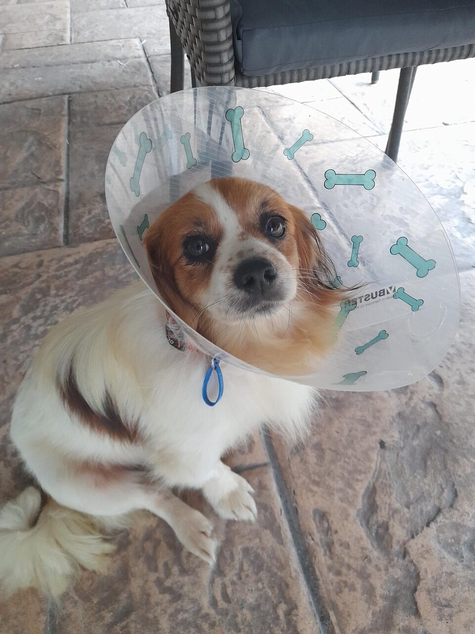 Henry – Lucky Paws Dog Rescue Inc