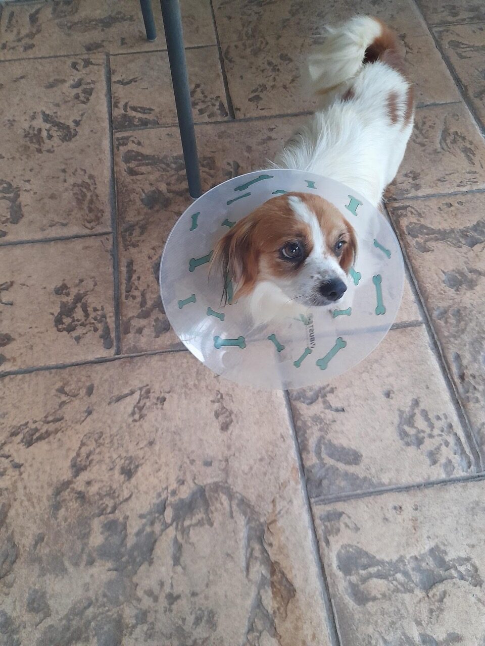 Henry – Lucky Paws Dog Rescue Inc