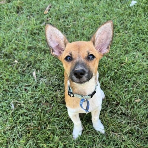 Jimmy – Lucky Paws Dog Rescue Inc