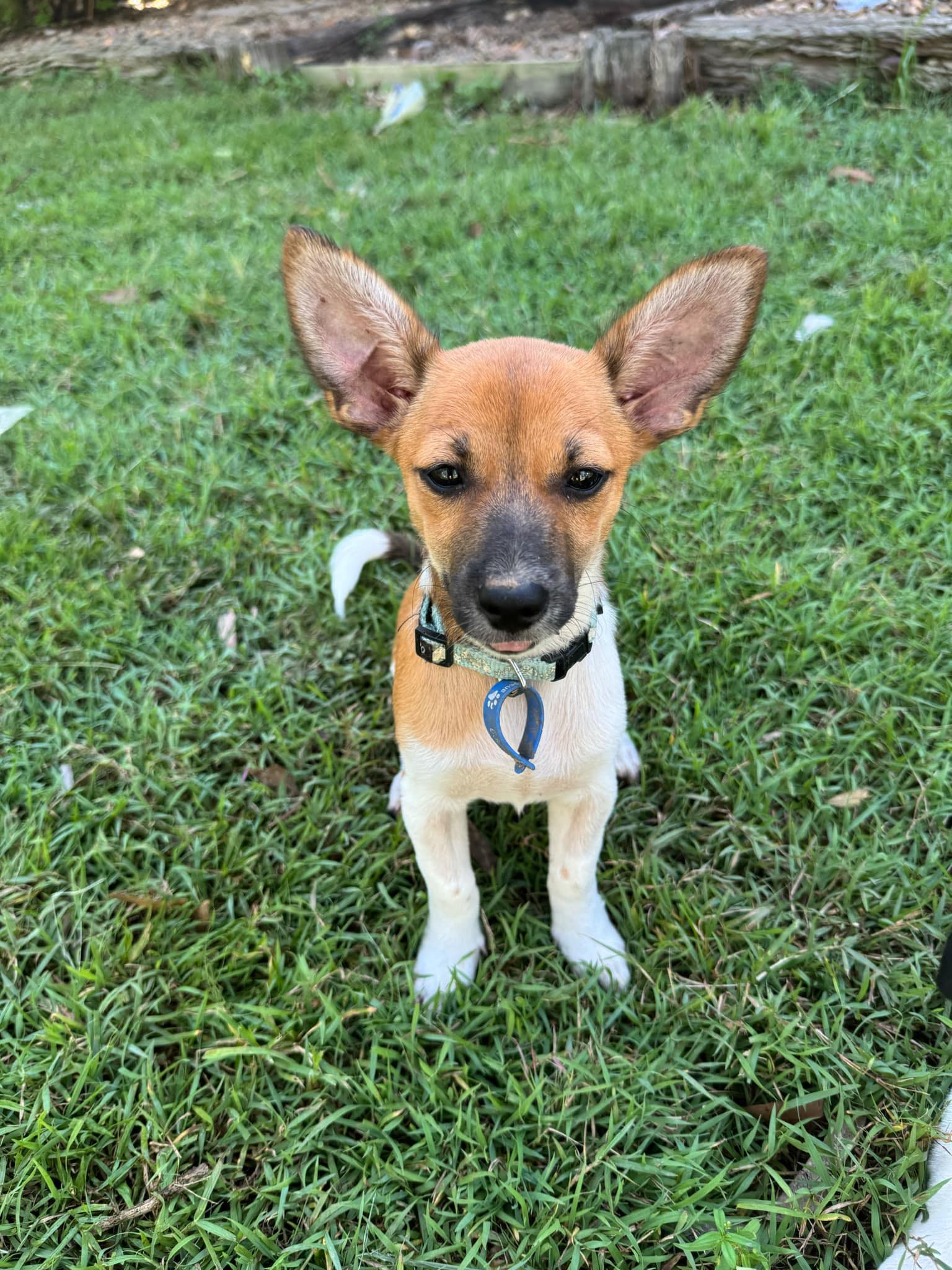 Jimmy – Lucky Paws Dog Rescue Inc