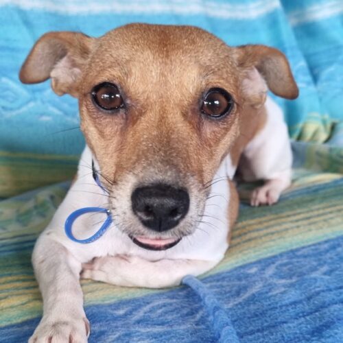 Tilly – Lucky Paws Dog Rescue Inc