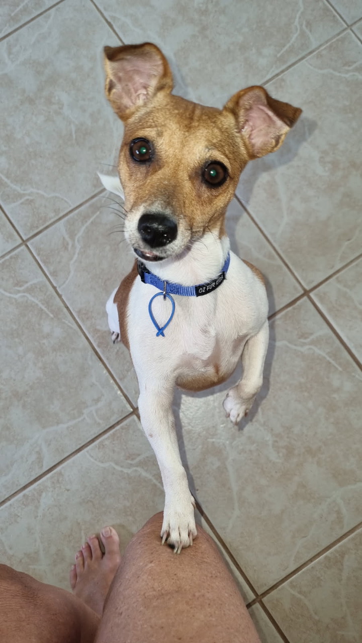 Tilly – Lucky Paws Dog Rescue Inc