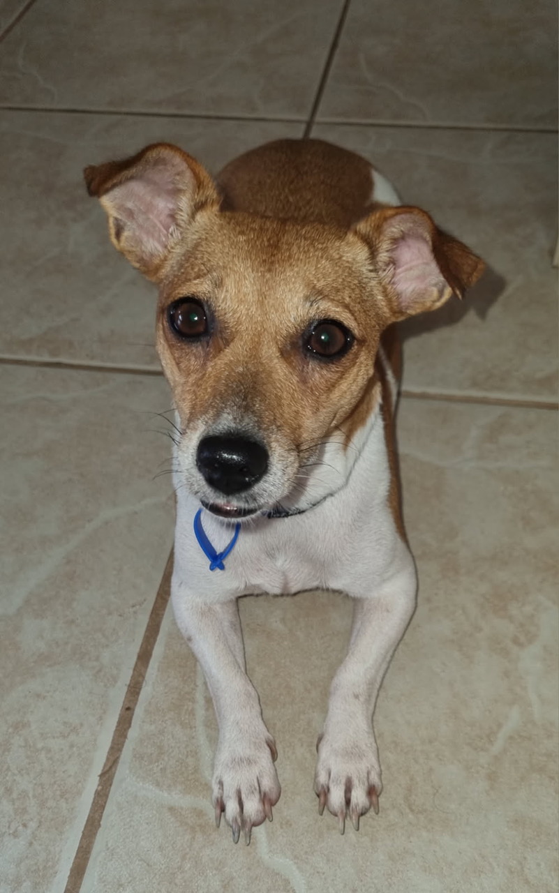 Tilly – Lucky Paws Dog Rescue Inc