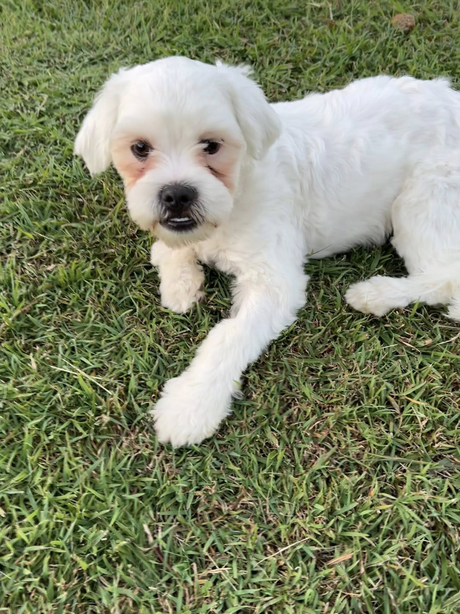 Nigel – Lucky Paws Dog Rescue Inc