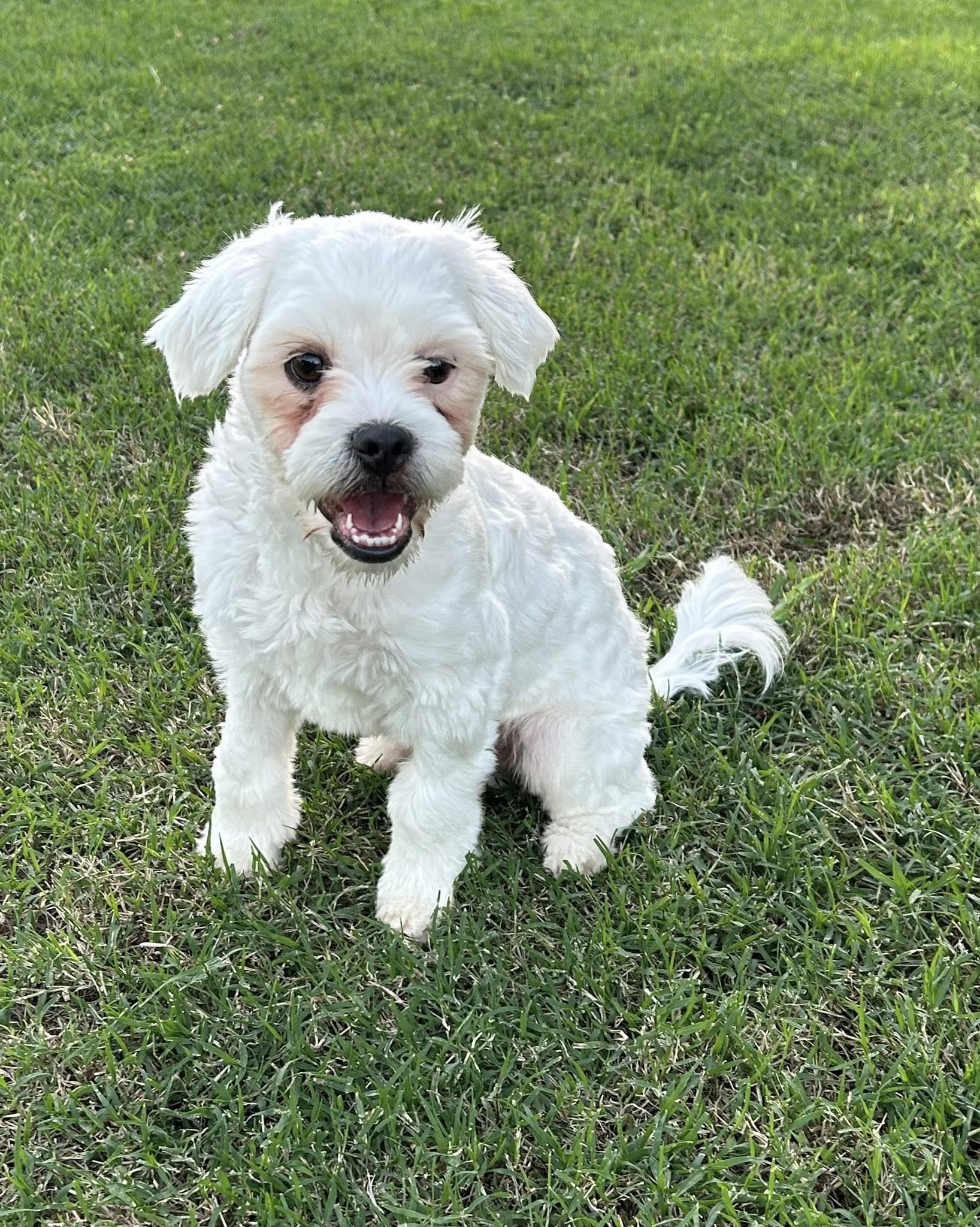 Nigel – Lucky Paws Dog Rescue Inc