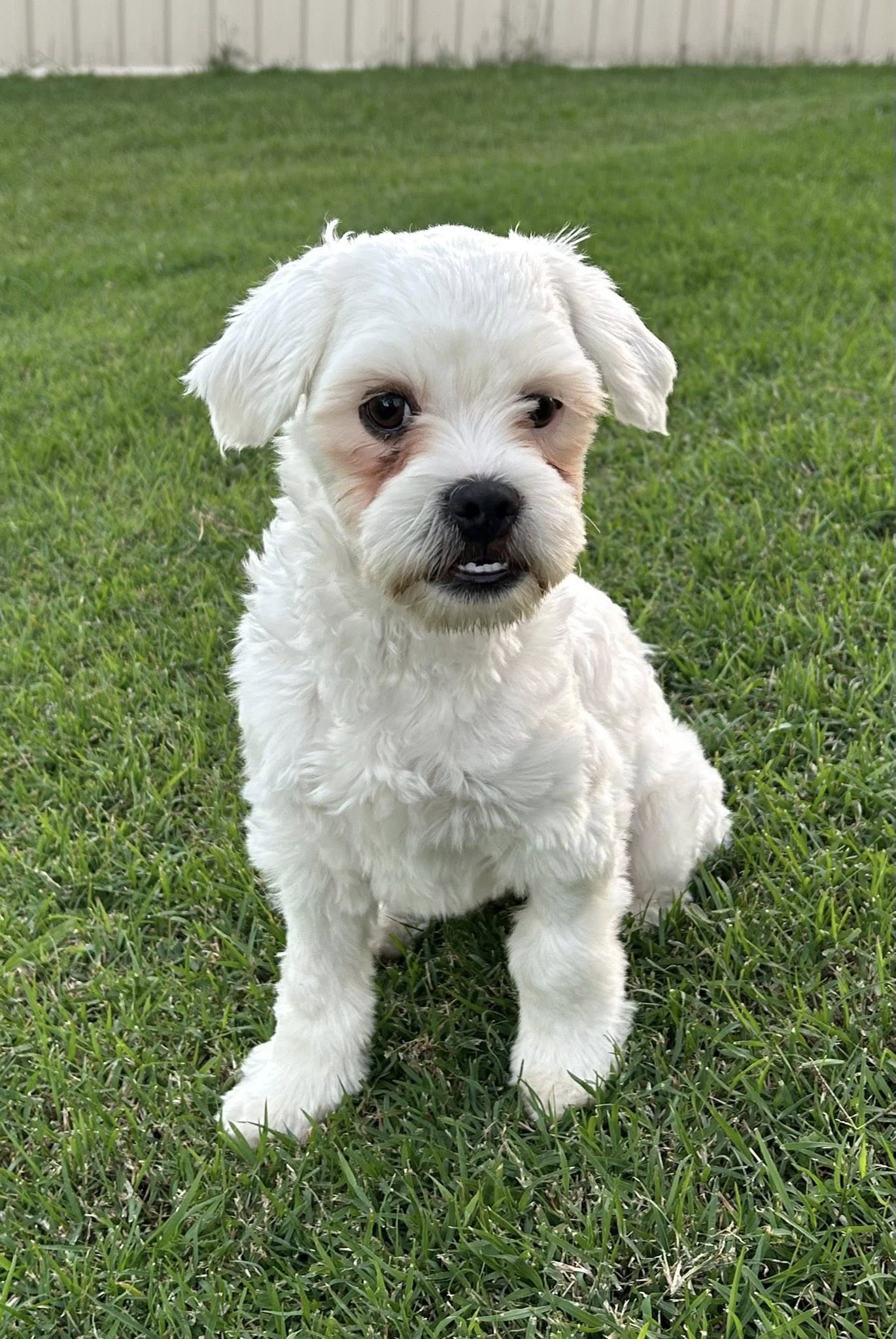 Nigel – Lucky Paws Dog Rescue Inc