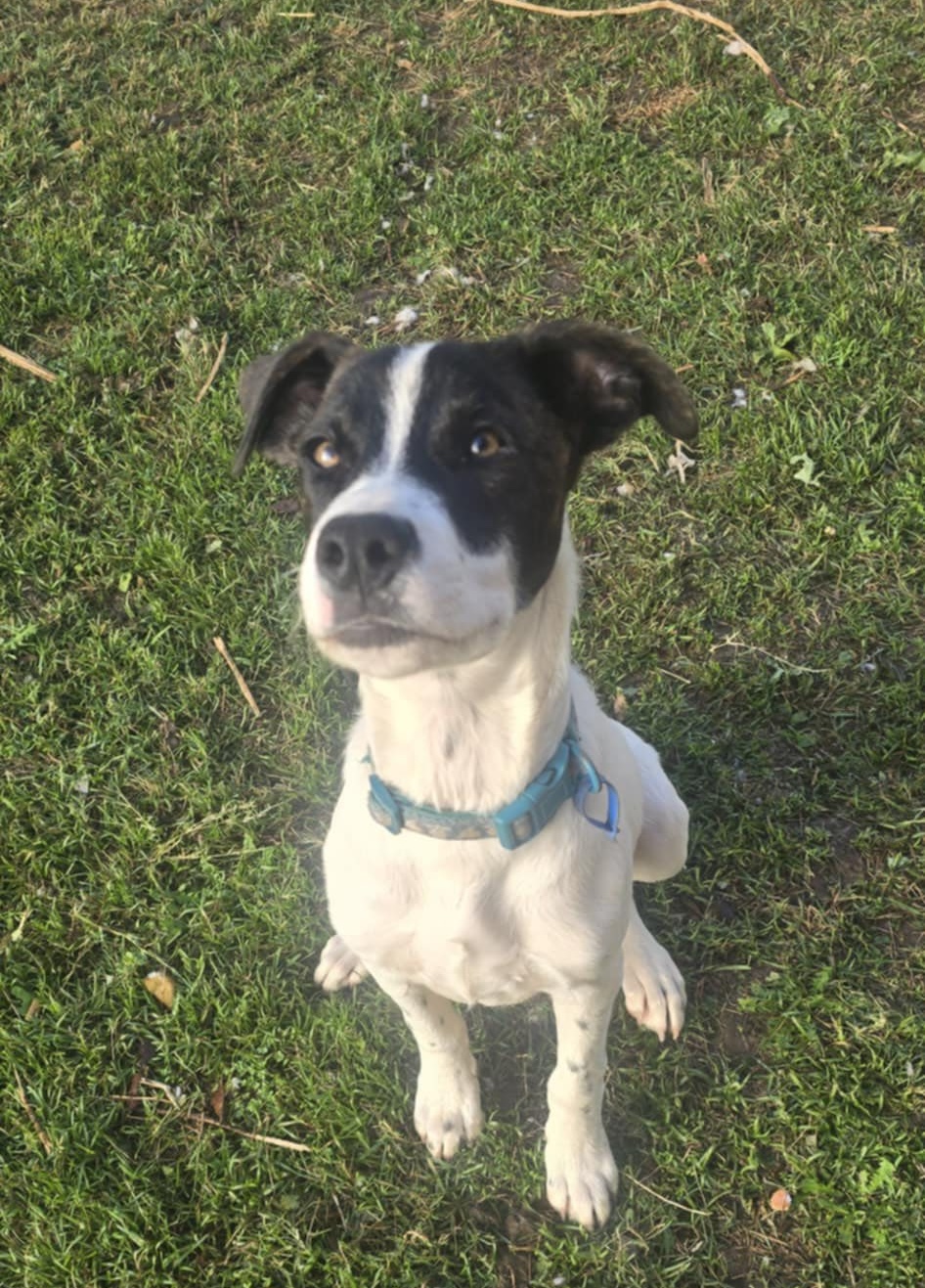 Panther – Lucky Paws Dog Rescue Inc