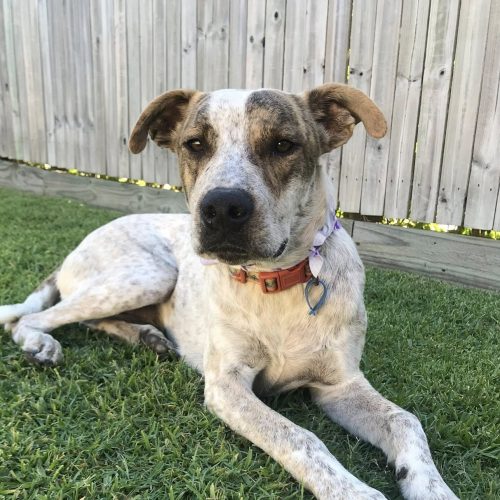 Mystique – Lucky Paws Dog Rescue Inc