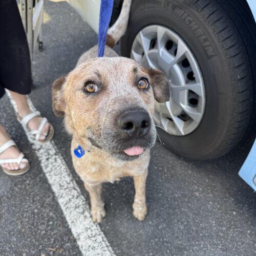 Available For Adoption – Lucky Paws Dog Rescue Inc