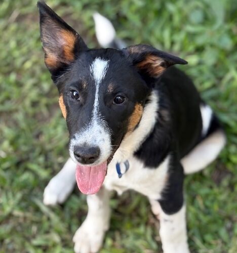 Borneo – Lucky Paws Dog Rescue Inc