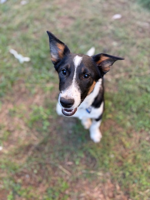 Borneo – Lucky Paws Dog Rescue Inc