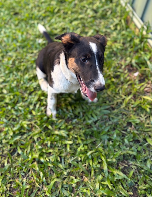 Borneo – Lucky Paws Dog Rescue Inc