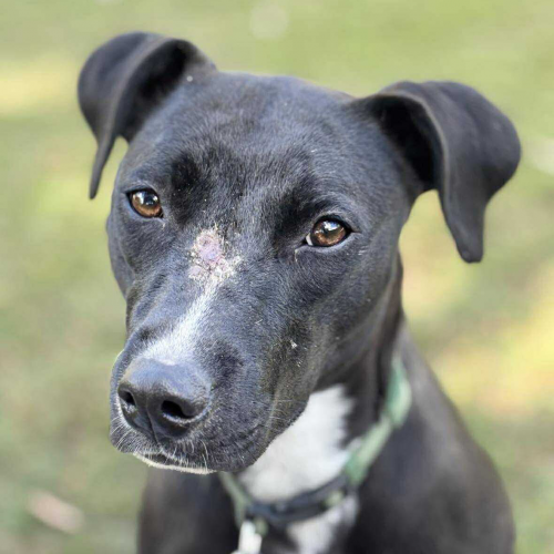 Available For Adoption – Lucky Paws Dog Rescue Inc