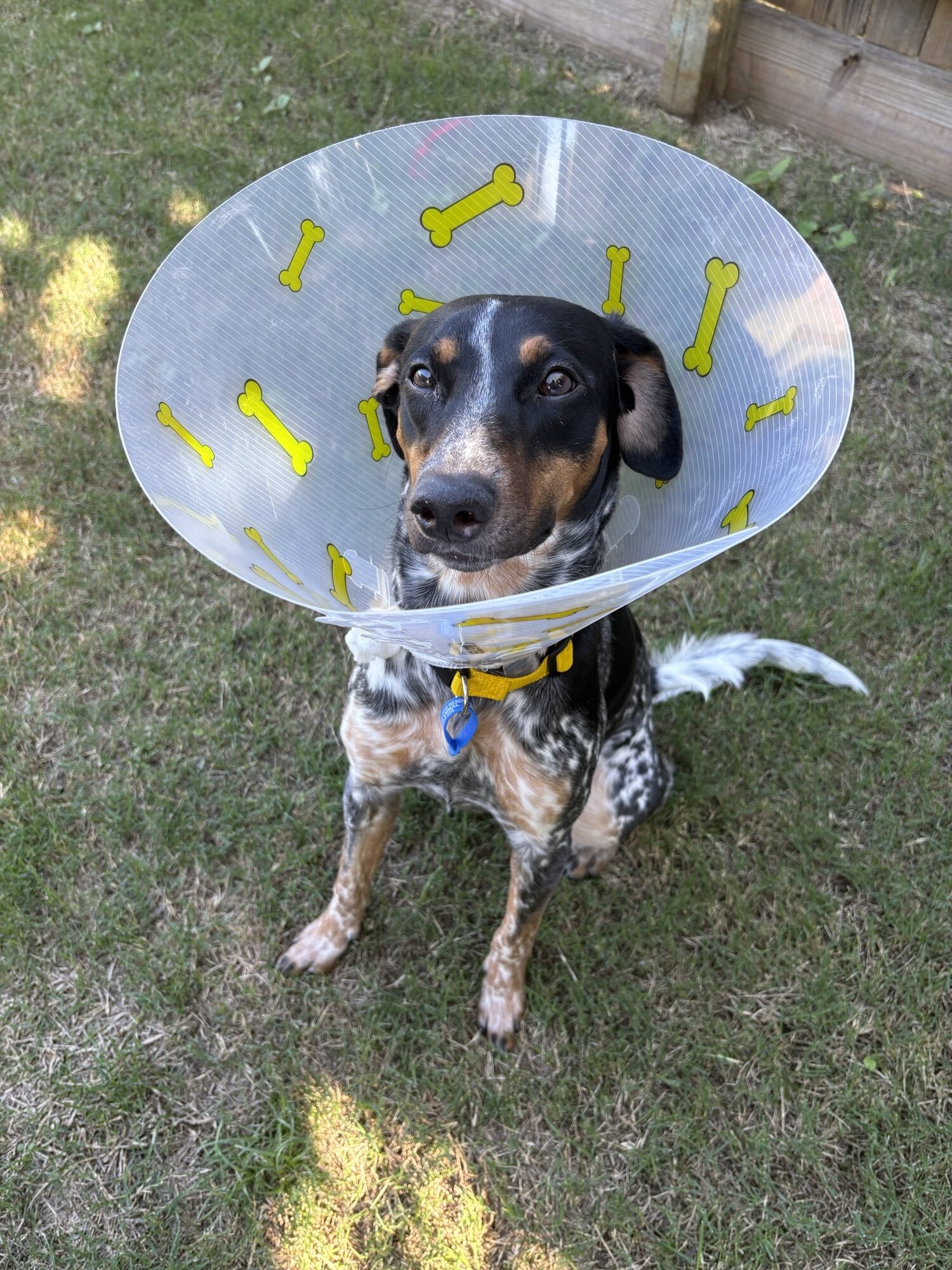 Buffy – Lucky Paws Dog Rescue Inc