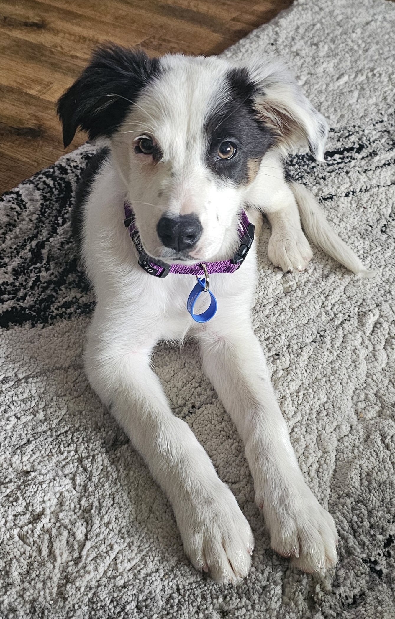 Olive – Lucky Paws Dog Rescue Inc