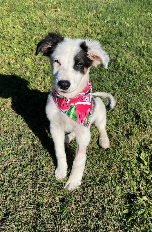Olive – Lucky Paws Dog Rescue Inc