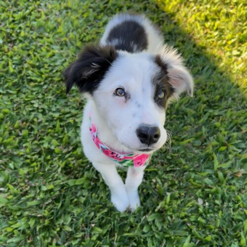 Olive – Lucky Paws Dog Rescue Inc