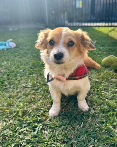 Chile – Lucky Paws Dog Rescue Inc