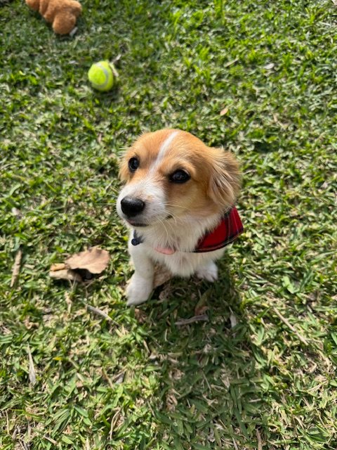 Chile – Lucky Paws Dog Rescue Inc
