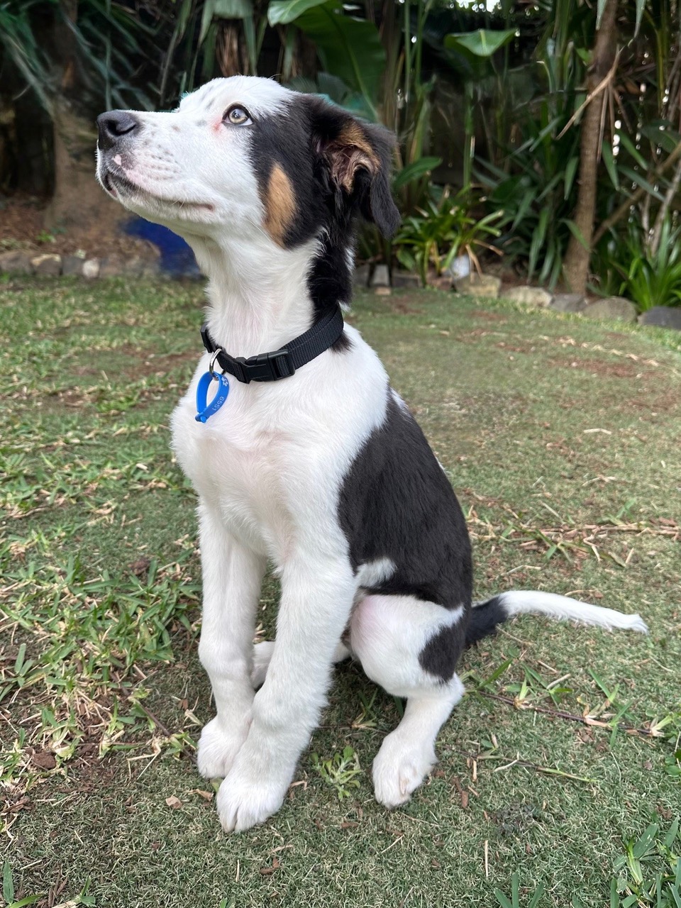 Spud – Lucky Paws Dog Rescue Inc