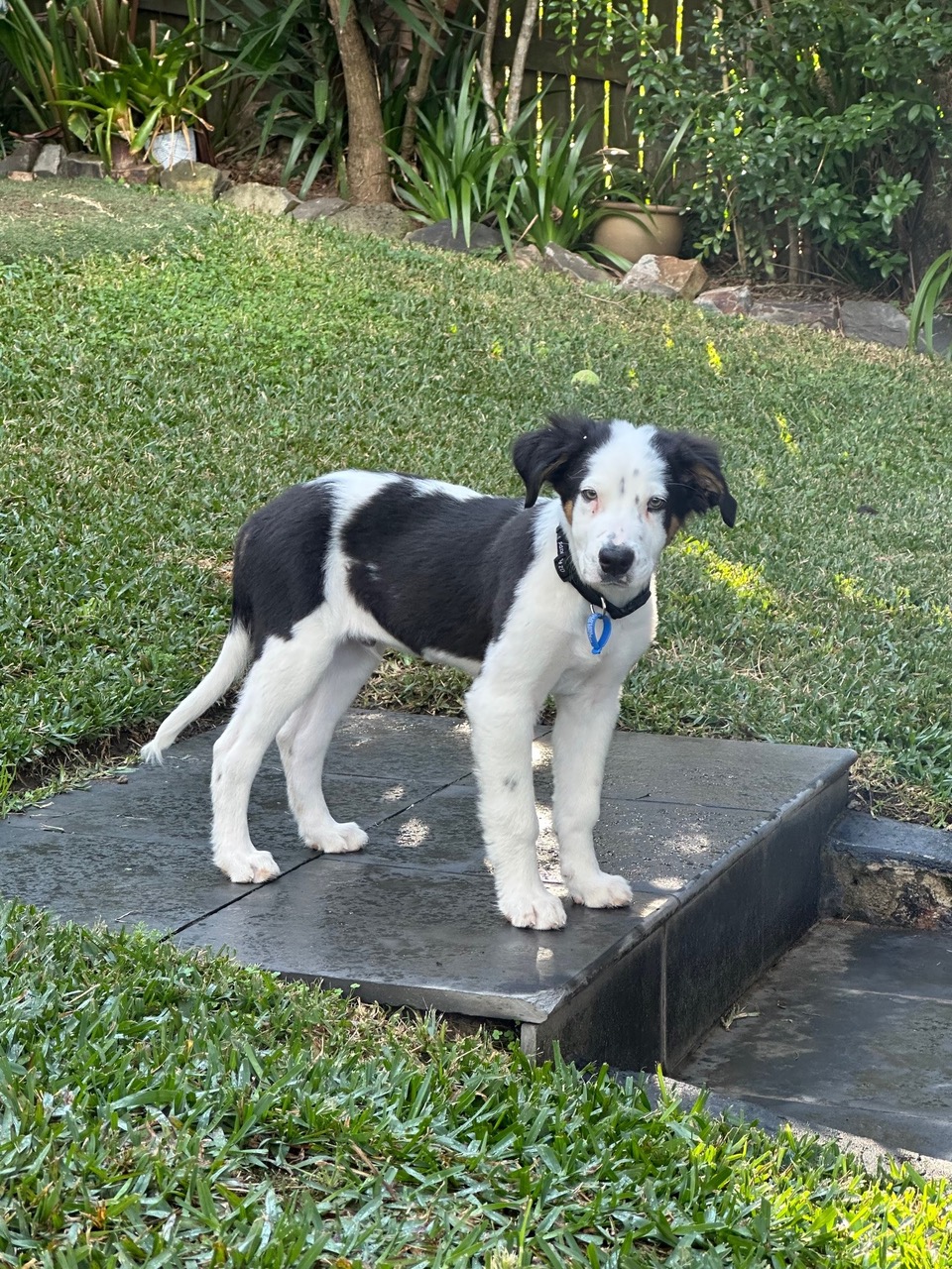 Spud – Lucky Paws Dog Rescue Inc