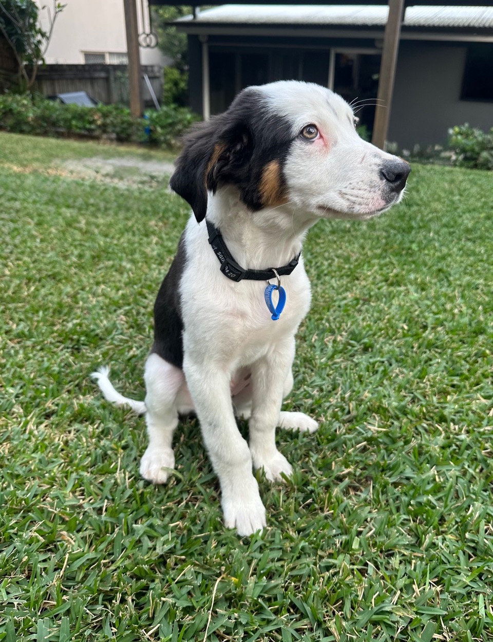 Spud – Lucky Paws Dog Rescue Inc