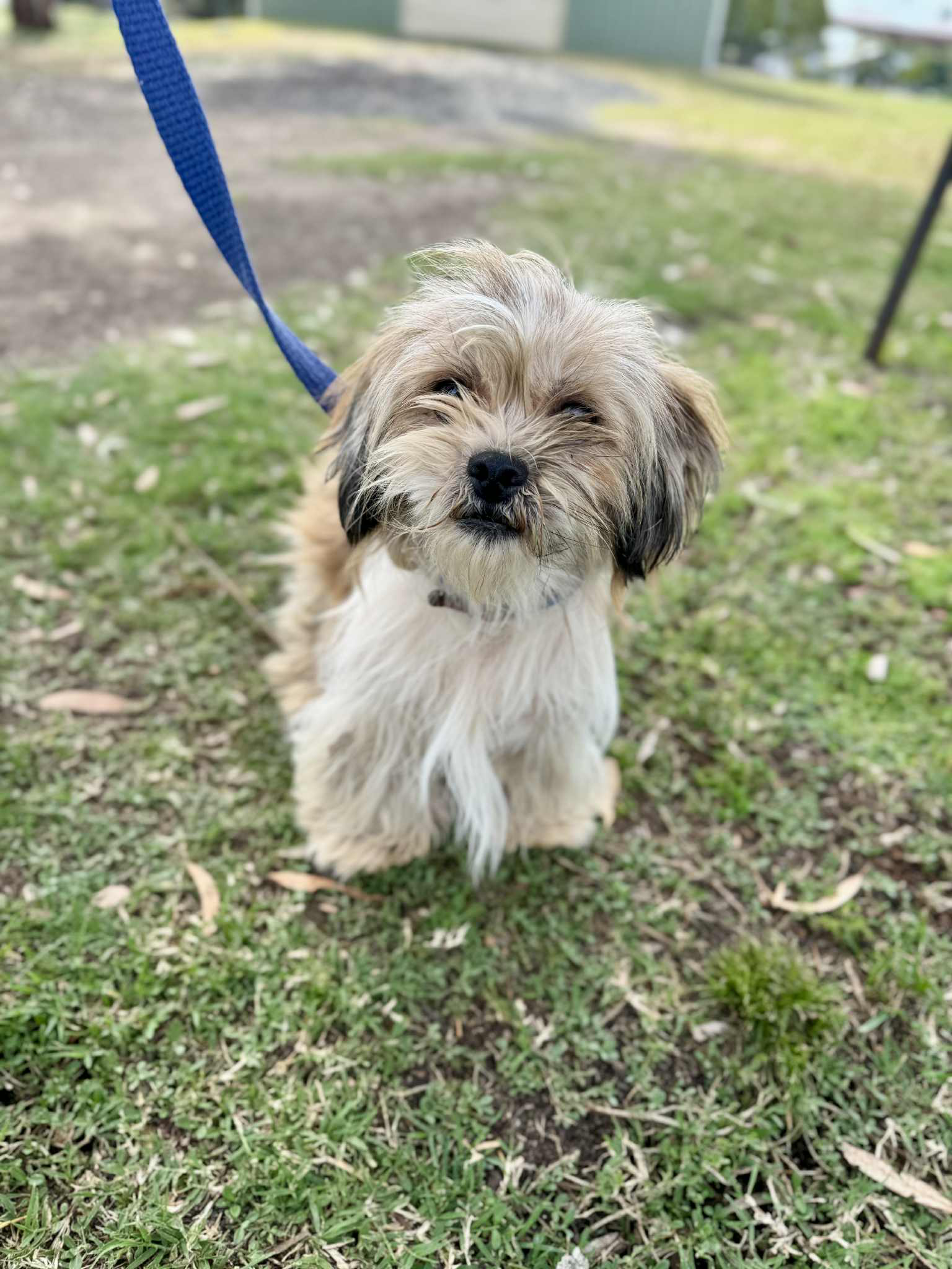 Tabitha – Lucky Paws Dog Rescue Inc