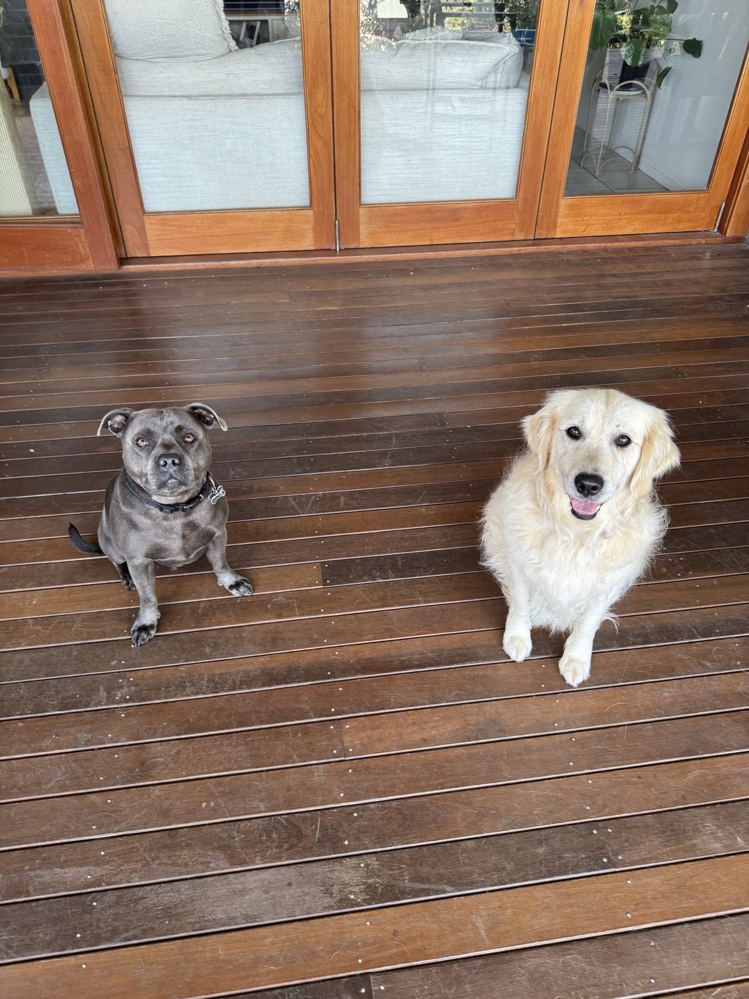 Bindi – Lucky Paws Dog Rescue Inc